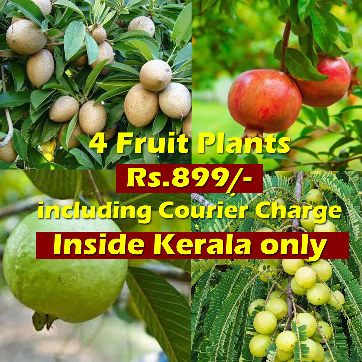 Fruit Plants Combo Rs.899/- – Ponnappan